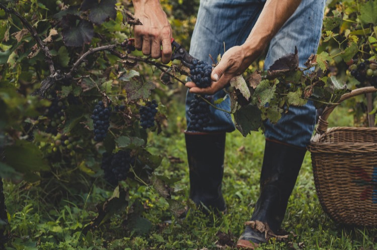 The Top HS Code Secrets Wine Traders Need To Know The Top HS Code Secrets Wine Traders Need To Know