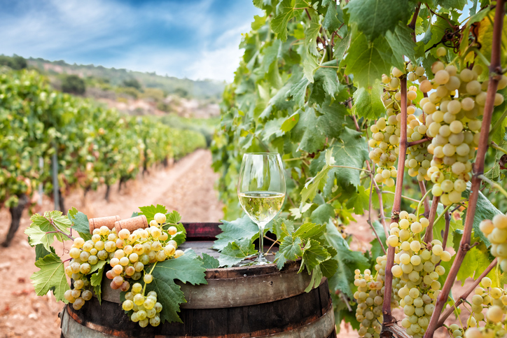 Sustainability in Wine Logistics: From Nice-to-Have to Competitive ...